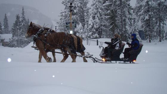 Local Area Guide | Collins Lake Resort